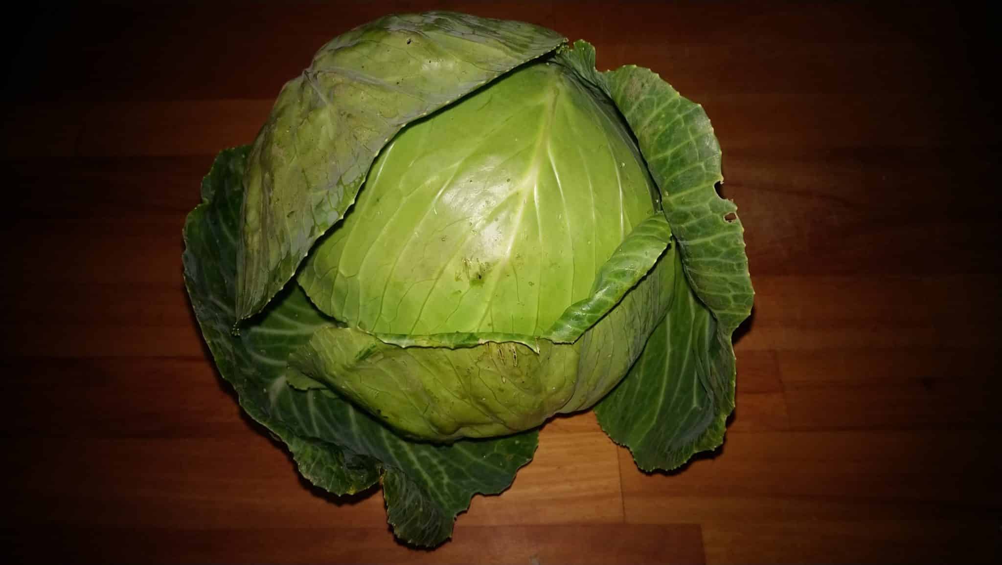 Cabus rond Marché de Copenhague