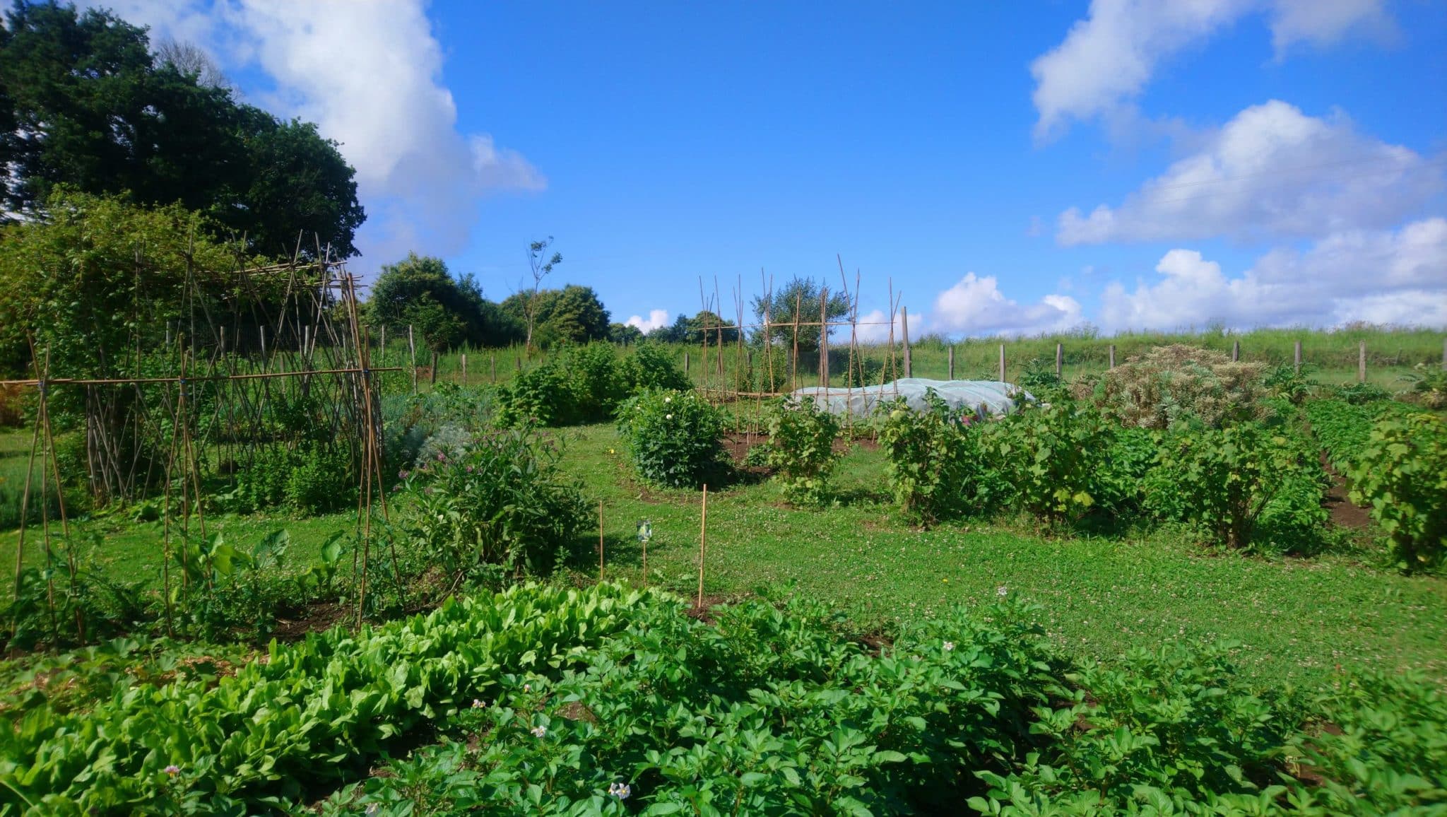 Calendrier lunaire jardinage - Potager de la lune